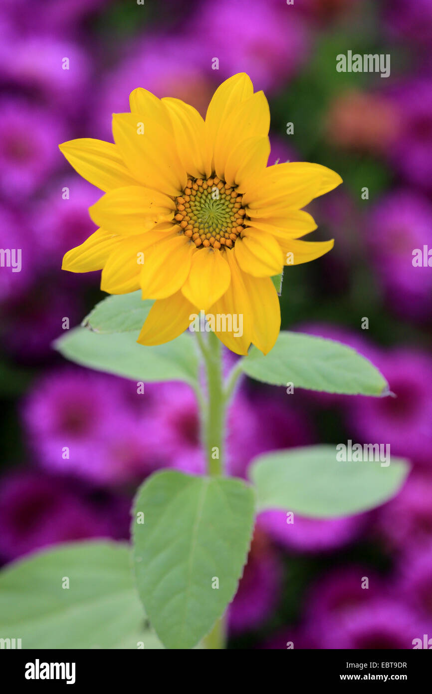 common sunflower (Helianthus annuus), flower Stock Photo - Alamy