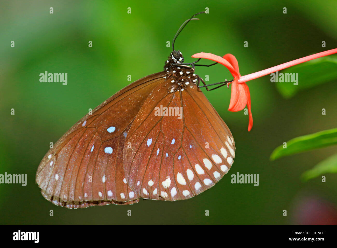 Common Indian Crow (Euploea core), sitting on an orange flower Stock ...