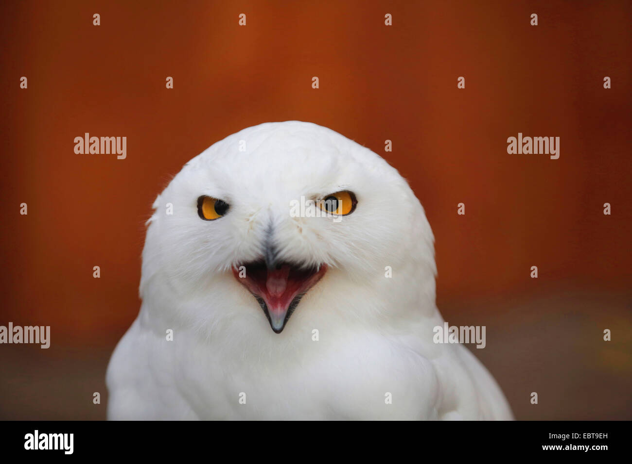 Cross eyed animals hi-res stock photography and images - Alamy