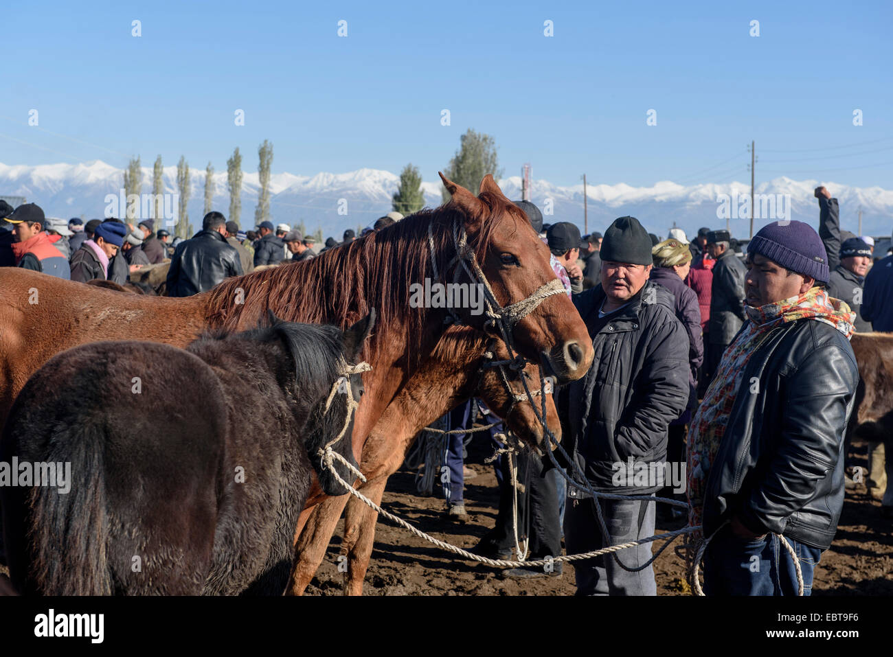 cattle market in Karakol, Kirgistan, Asia Stock Photo - Alamy