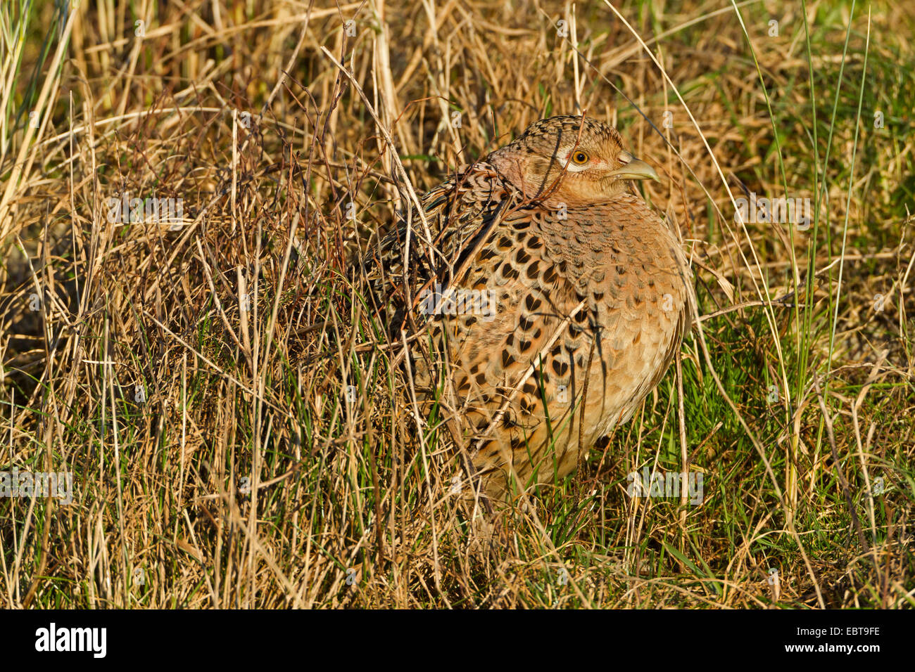common pheasant, Caucasus Pheasant, Caucasian Pheasant (Phasianus ...