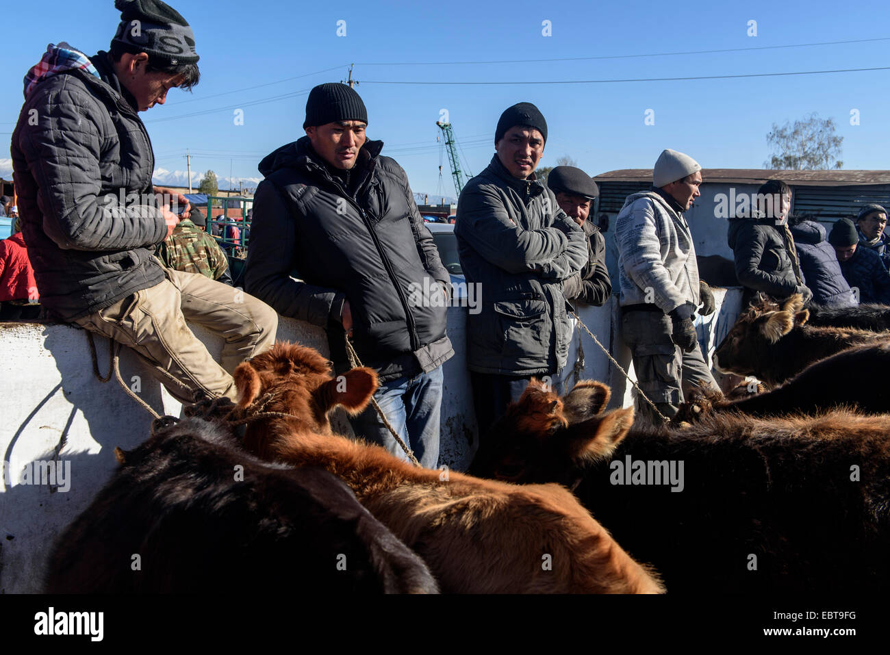 Asia cow hi-res stock photography and images - Alamy
