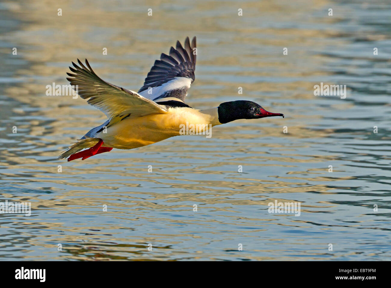 goosander (Mergus merganser), male flying over a lake, Germany, Baden ...