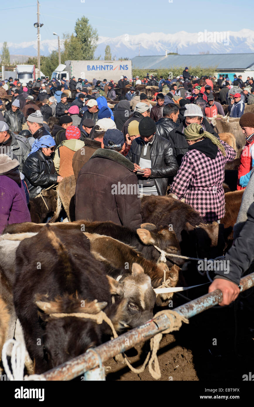 Asia cow hi-res stock photography and images - Alamy