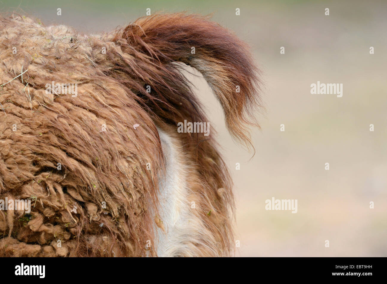 guanaco (Lama guanicoe), tail Stock Photo - Alamy