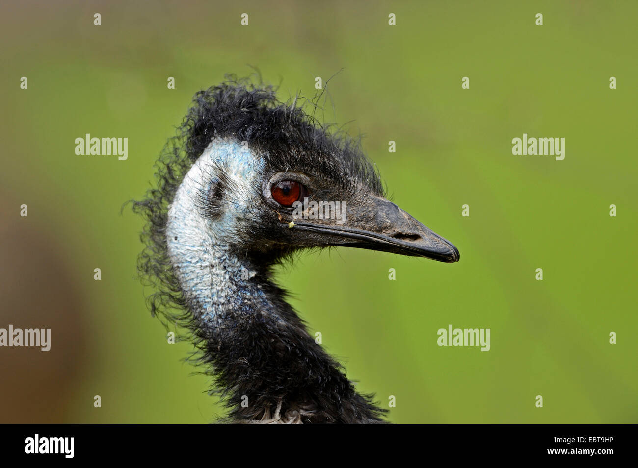Emu head portrait hi-res stock photography and images - Alamy