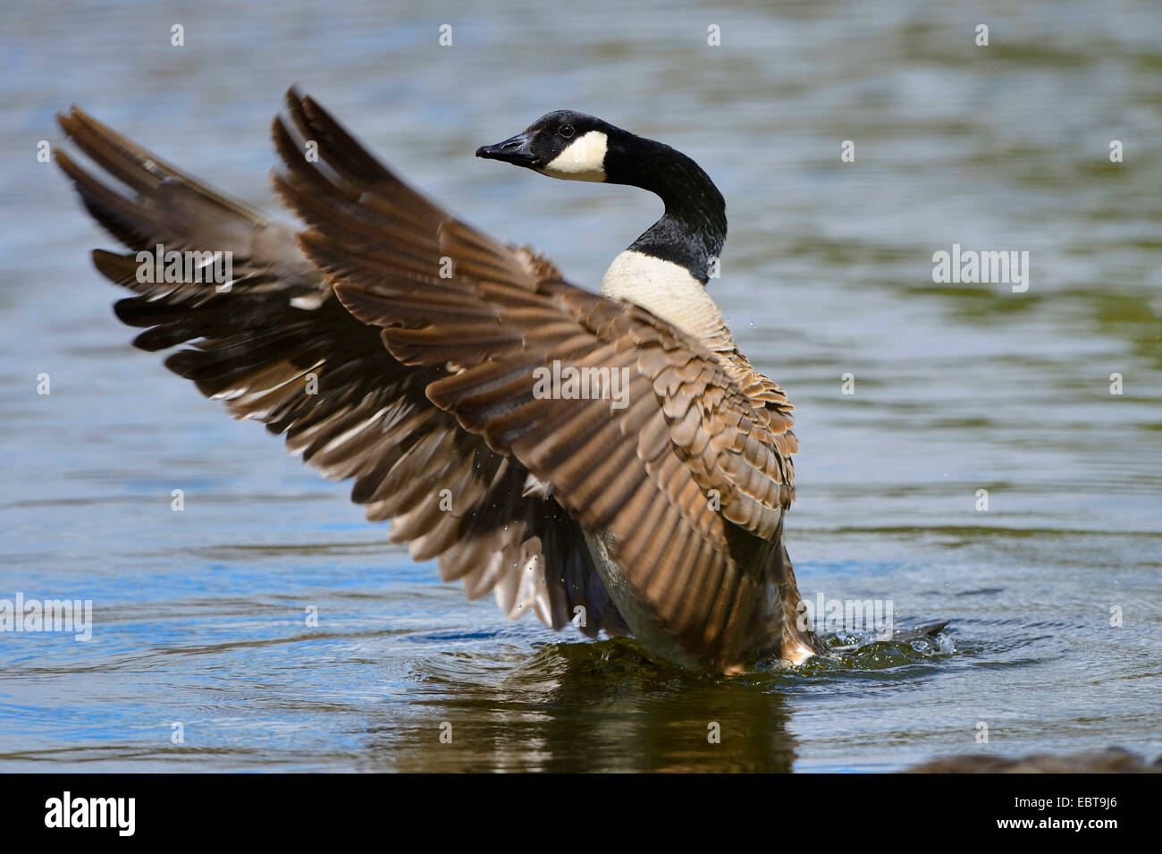 Canada goose (Branta canadensis), flapping wings, Germany Stock Photo ...