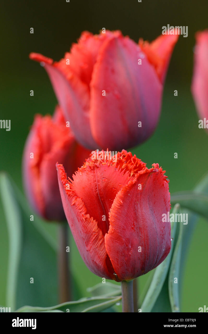 common garden tulip (Tulipa spec.), red tulips Stock Photo - Alamy