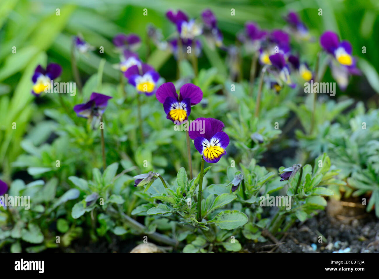 horned pansy, horned violet (Viola cornuta), blooming Stock Photo - Alamy