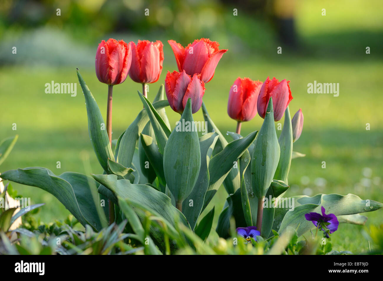common garden tulip (Tulipa spec.), red tulips in the garden Stock ...