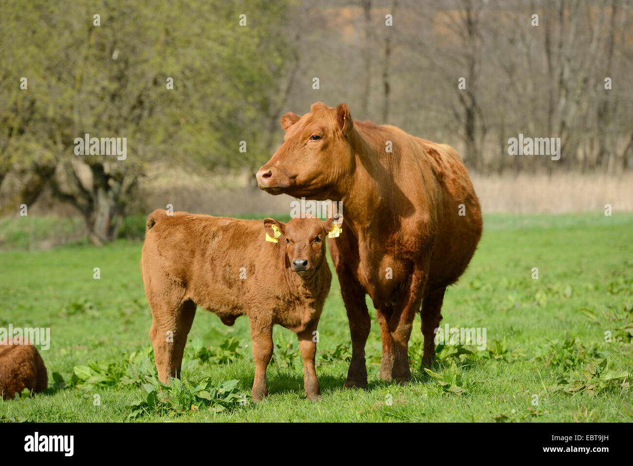 domestic cattle (Bos primigenius f. taurus), cow with calf in a pasture ...