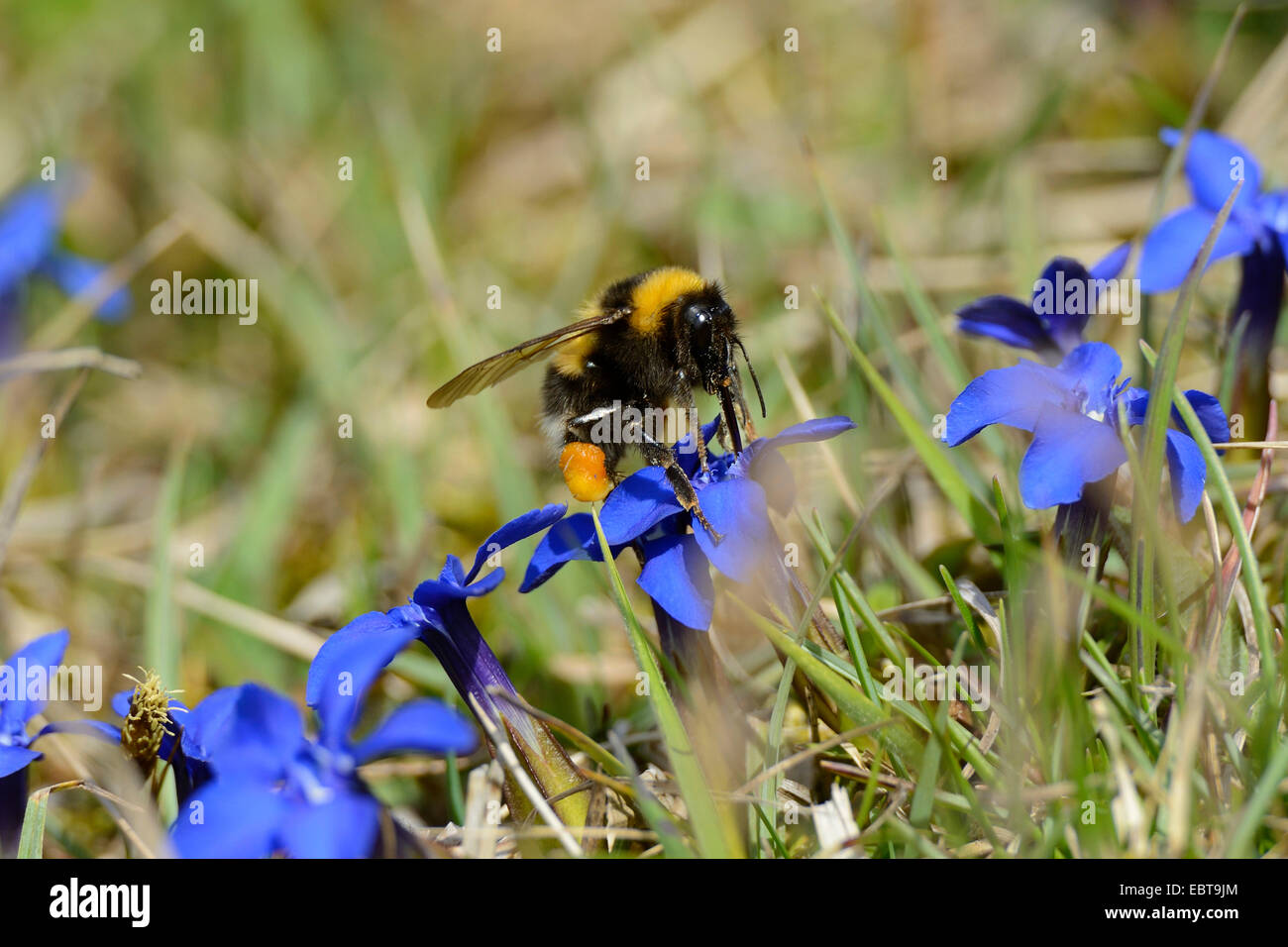 spring gentian (Gentiana verna), flower with bumble bee, Germany ...