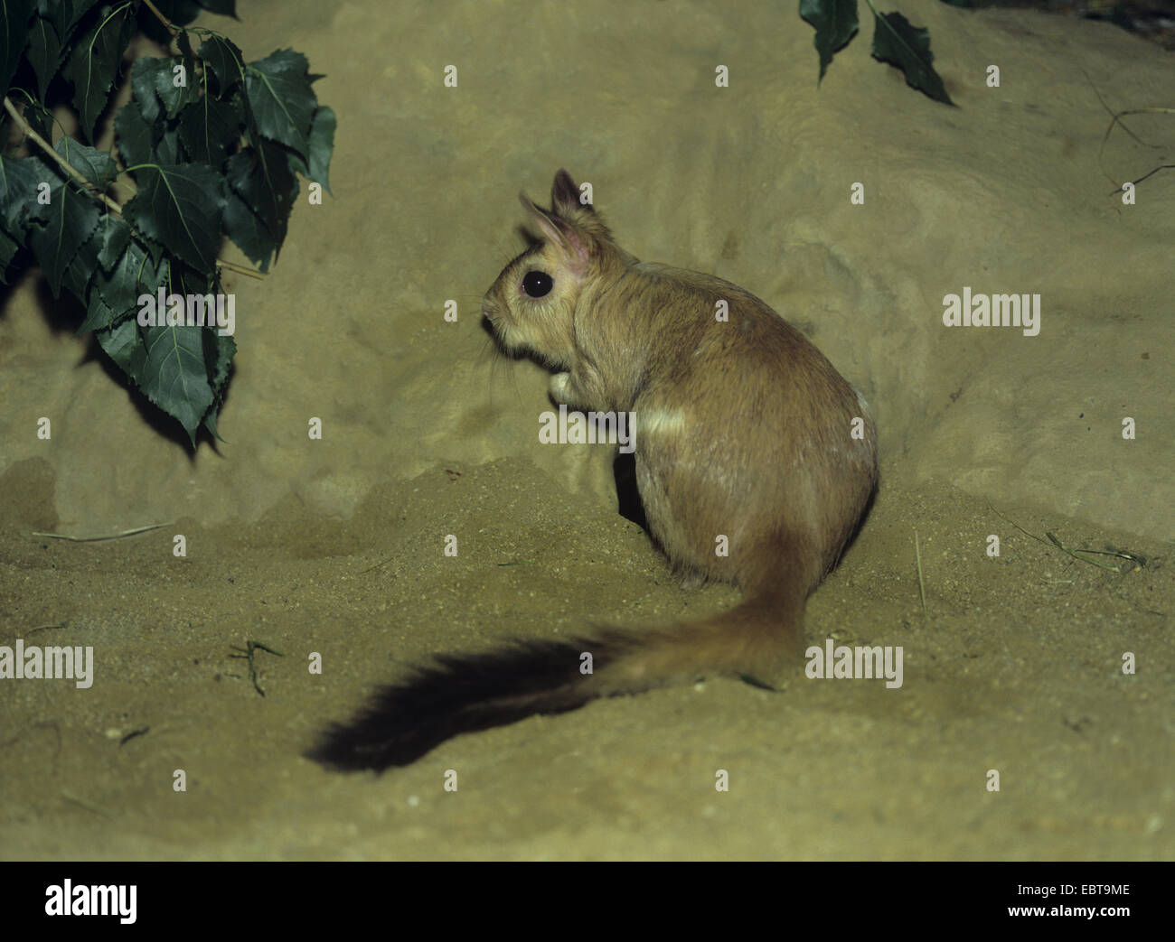 springhare, springhaas, jumping hare (Pedetes capensis), sitting in the ...