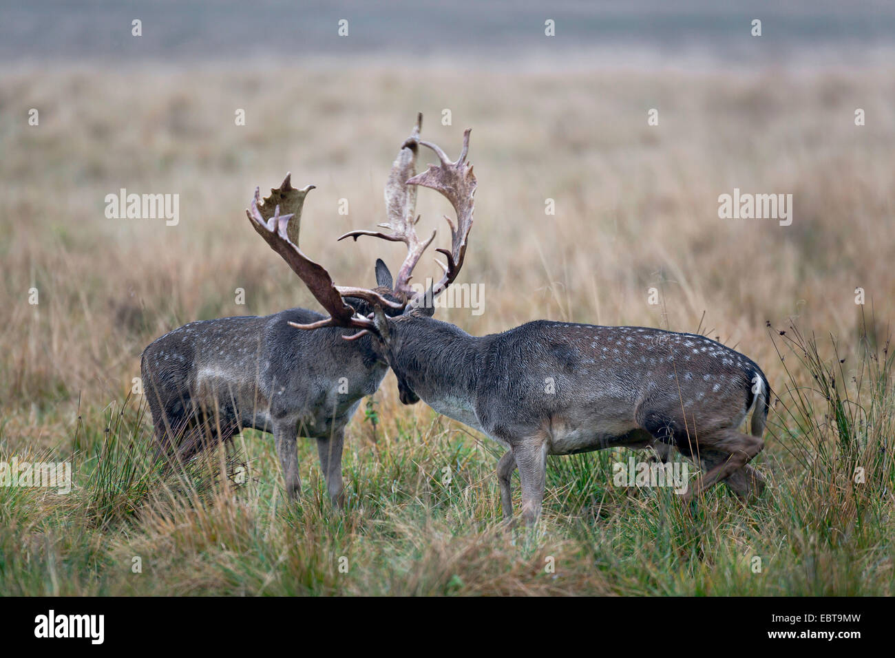 fallow deer (Dama dama, Cervus dama), two stags fighting, Denmark ...