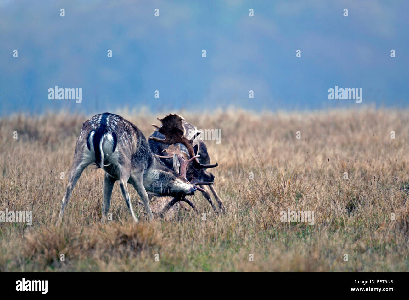 fallow deer (Dama dama, Cervus dama), two stags fighting, Denmark ...