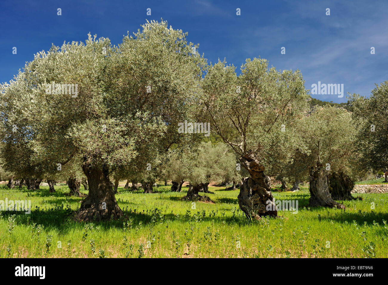 Olea sativa hi-res stock photography and images - Alamy