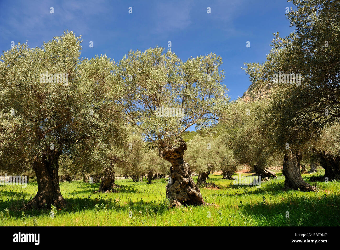 Olive Tree Olea Europaea Ssp Sativa Stock Photos & Olive Tree Olea ...