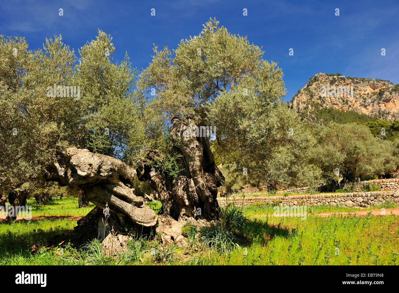 olive tree (Olea europaea ssp. sativa), oliev grove near Valdemossa ...