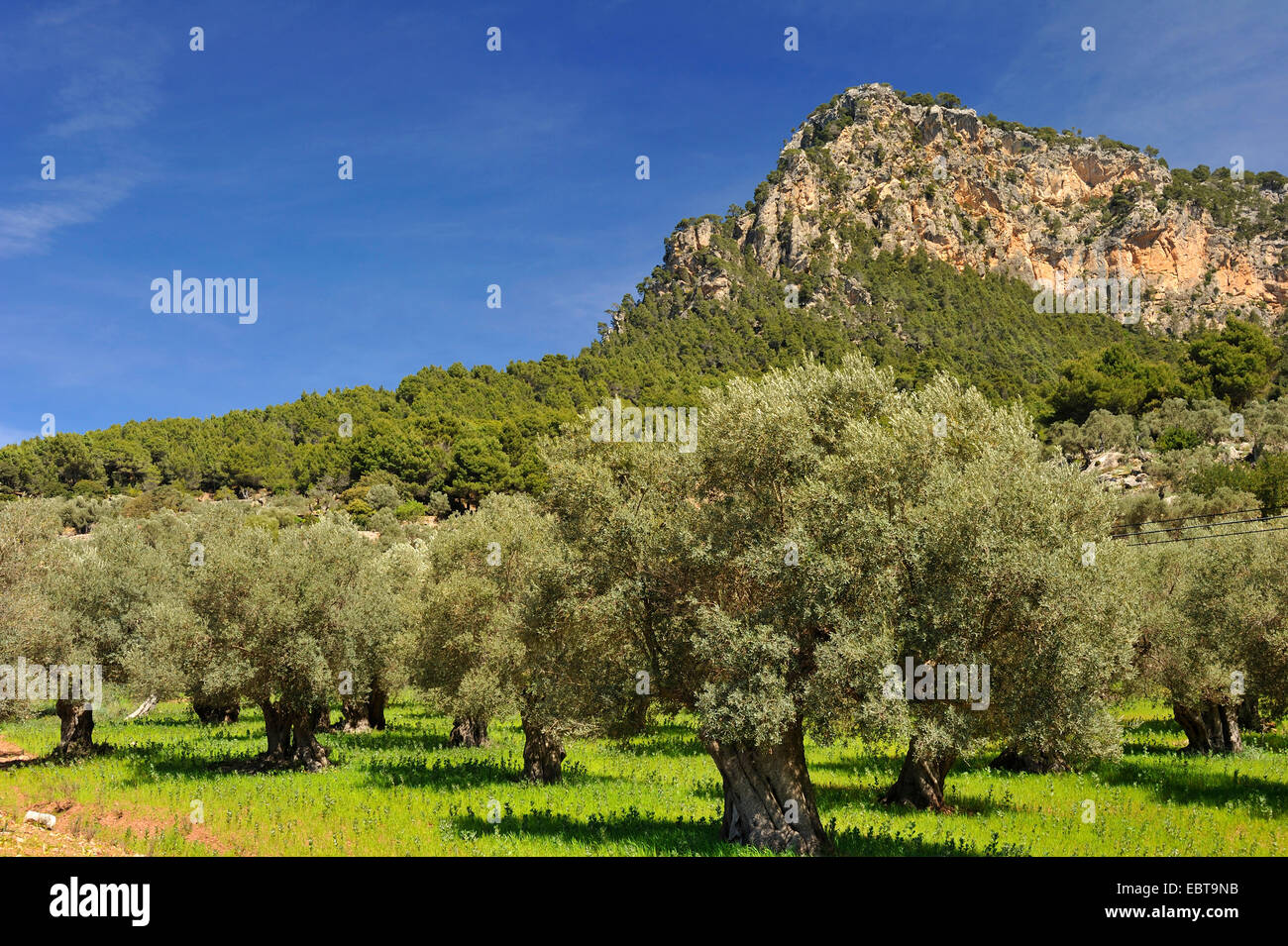 olive tree (Olea europaea ssp. sativa), oliev grove, Spain, Balearen ...