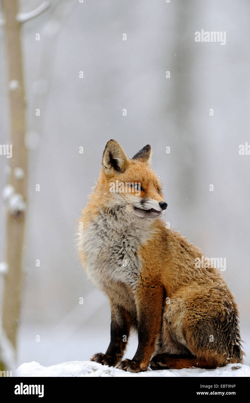 red fox (Vulpes vulpes), sitting in the snow at a forest edge, Germany Stock Photo - Alamy