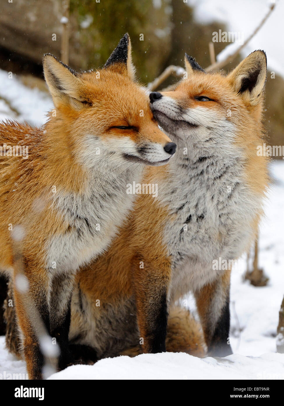 red fox (Vulpes vulpes), two foxes standing side by side in the snow ...