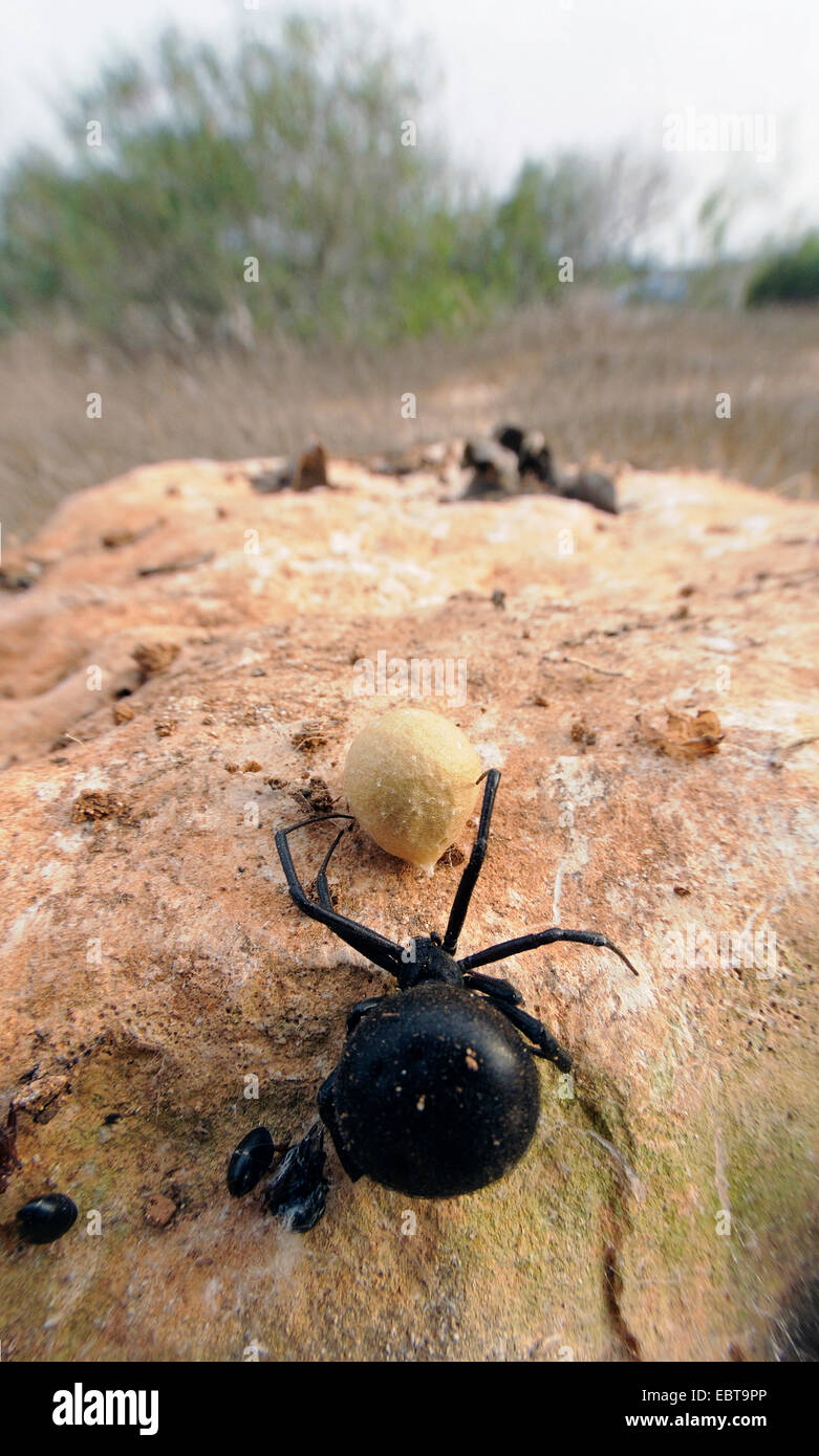 European black widow, southern black widow, Mediterranean black widow ...