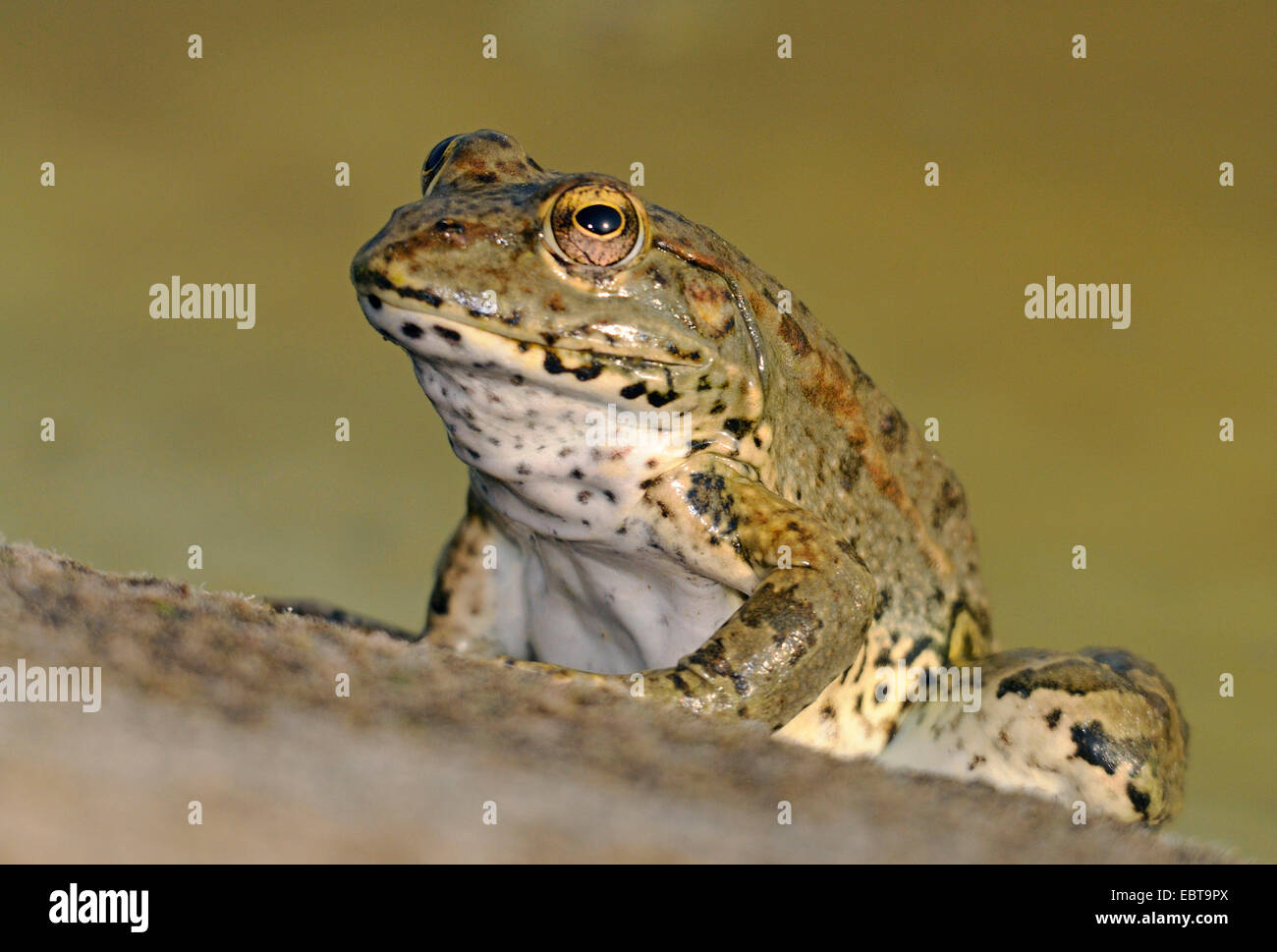 water frog (Rana bedriagae), portrait, Cyprus Stock Photo - Alamy