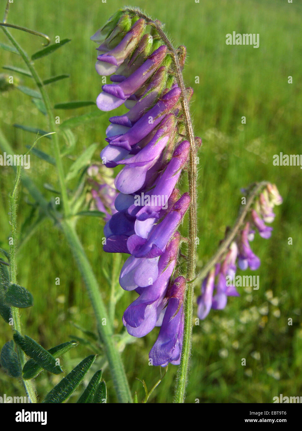 Fodder Vetch (Vicia villosa subsp. villosa), inflorescence, Germany ...