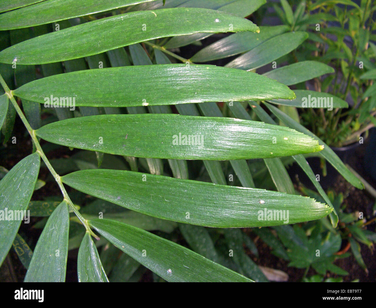 Zamia amblyphyllidia zamia amblyphyllidia hi-res stock photography and ...
