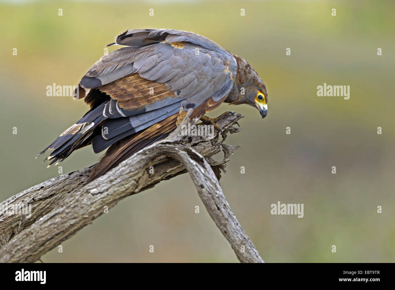 African harrier hawk (Polyboroides typus), sitting on a branch looking ...