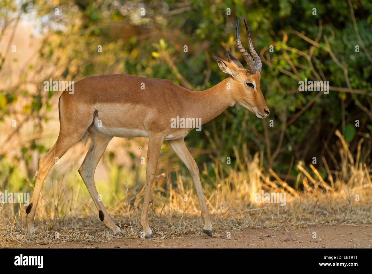 impala (Aepyceros melampus), at roadside, South Africa, Krueger ...