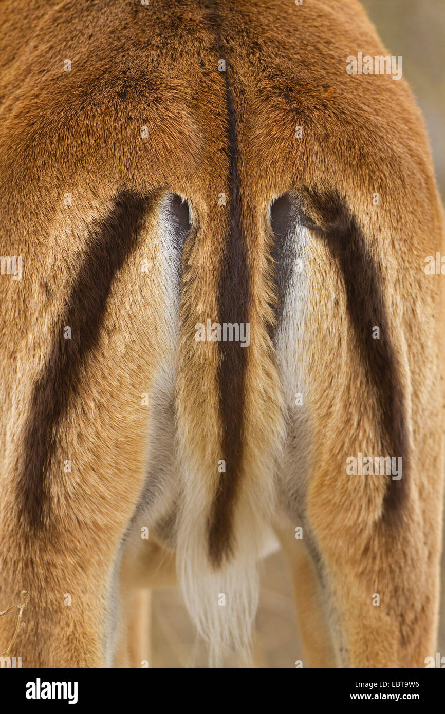 impala (Aepyceros melampus), tail, South Africa, Krueger National Park ...
