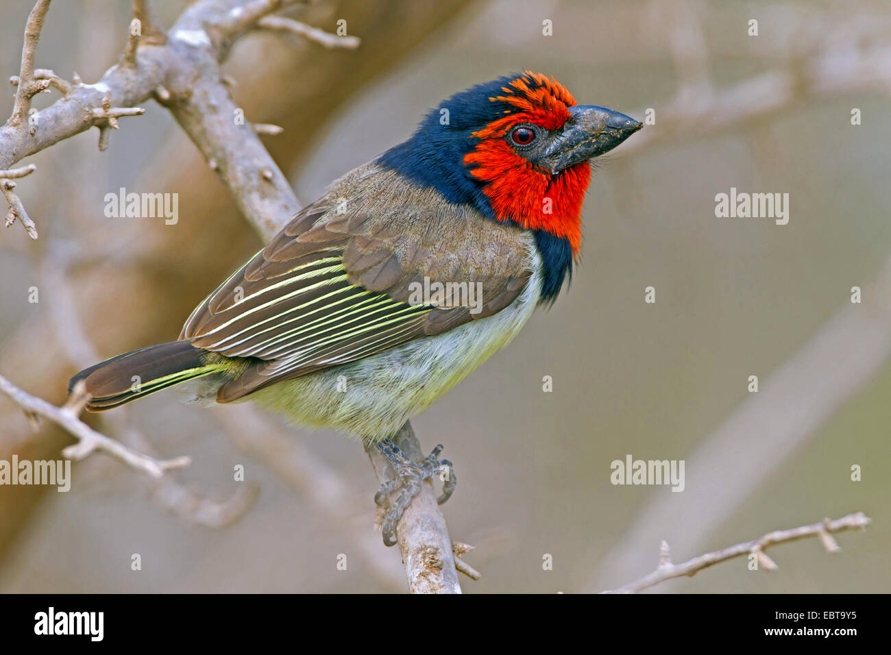 Barbet barbets bird birds animal animals africa african wildlife nature ...