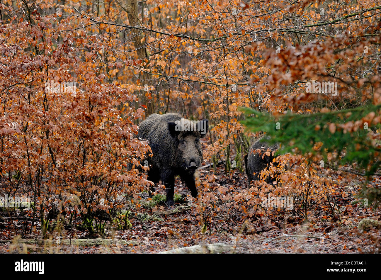 Pigs mating hi-res stock photography and images - Alamy