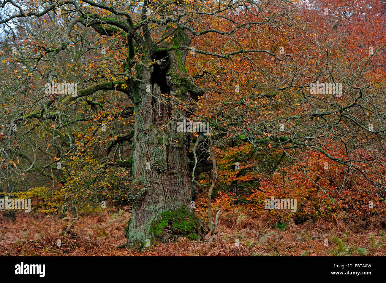 common oak, pedunculate oak, English oak (Quercus robur), old oak in ...