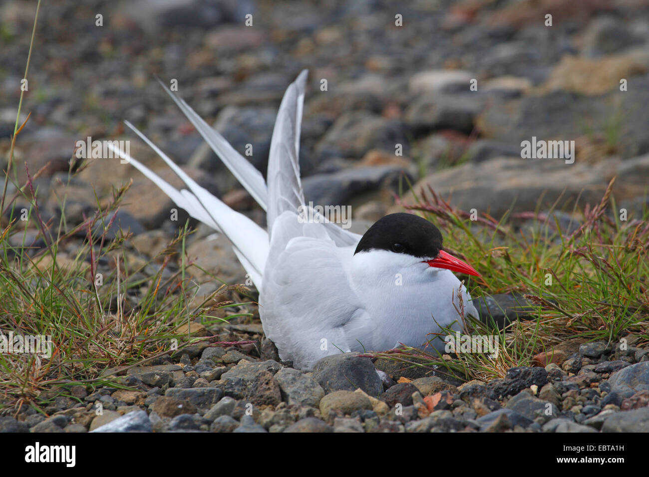 Arctic breeding birds hi-res stock photography and images - Alamy
