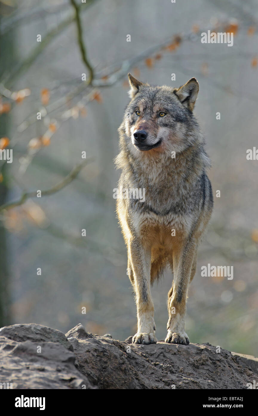 European gray wolf (Canis lupus lupus), standing on hill in a forest ...