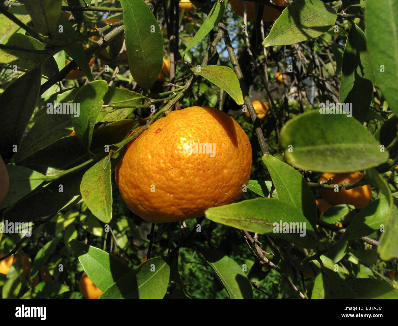 Citrus reticulata mandarin orange hi-res stock photography and images ...