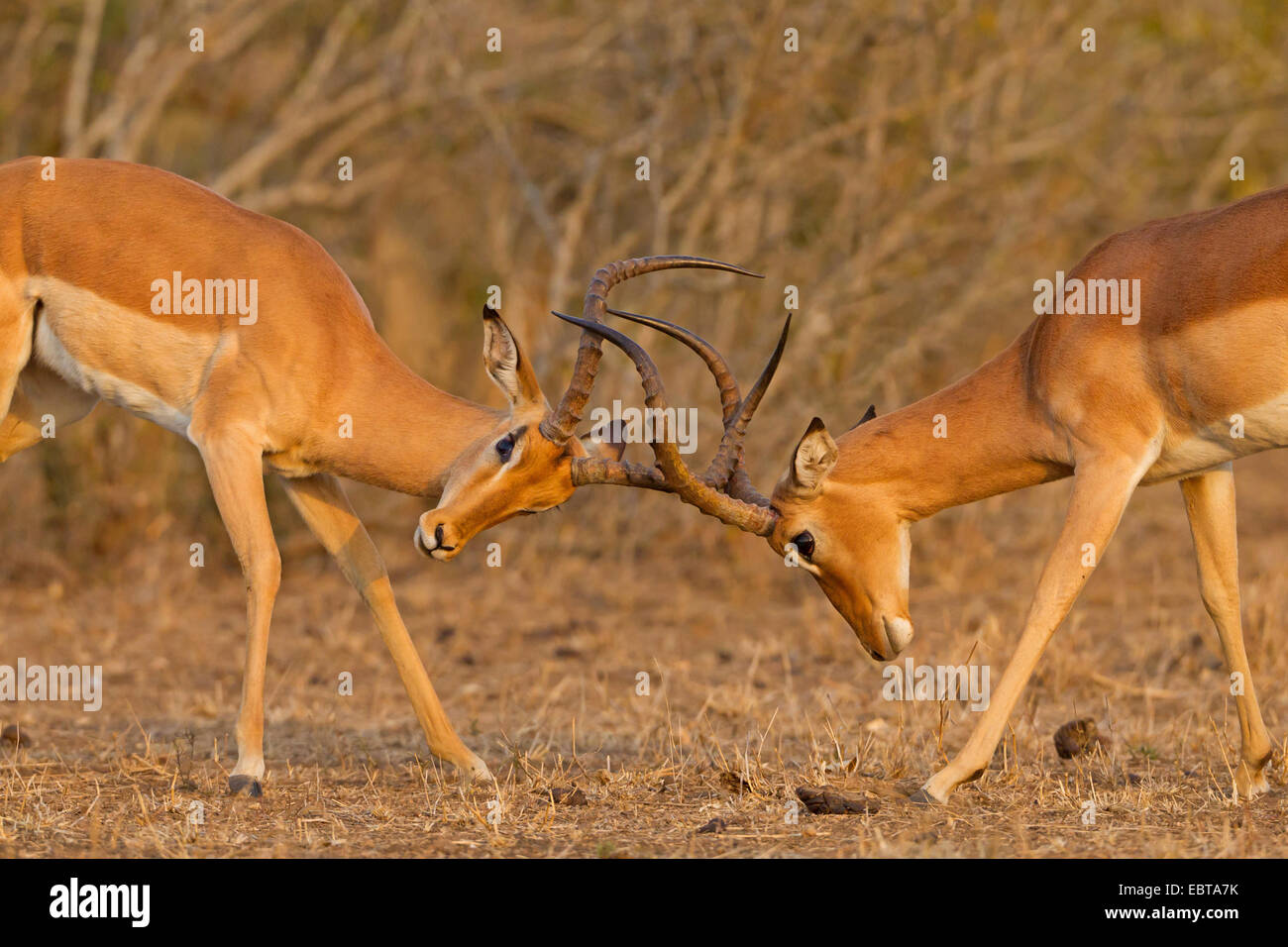 Fighting impala hi-res stock photography and images - Alamy