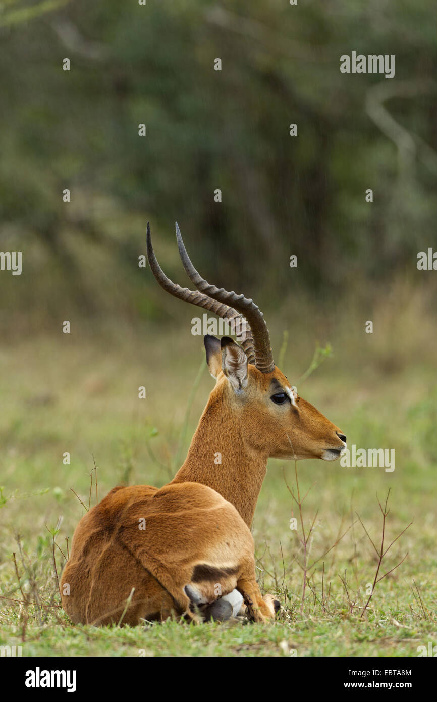 Impala buck hi-res stock photography and images - Alamy