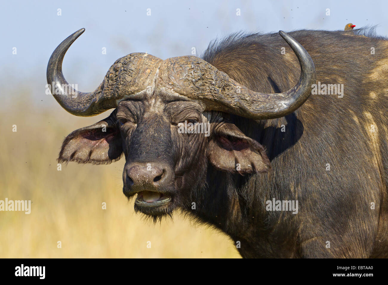 Portrait buffalo birds chewing hi-res stock photography and images - Alamy