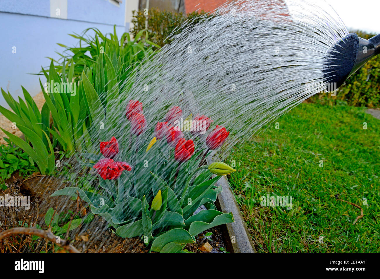common garden tulip (Tulipa gesneriana), tulips in a garden are wateres ...