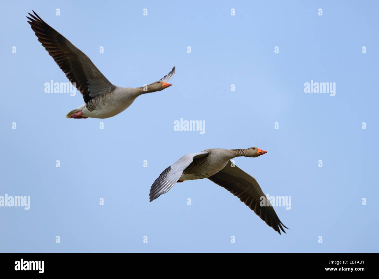 greylag goose (Anser anser), flying, Germany, Bavaria Stock Photo - Alamy