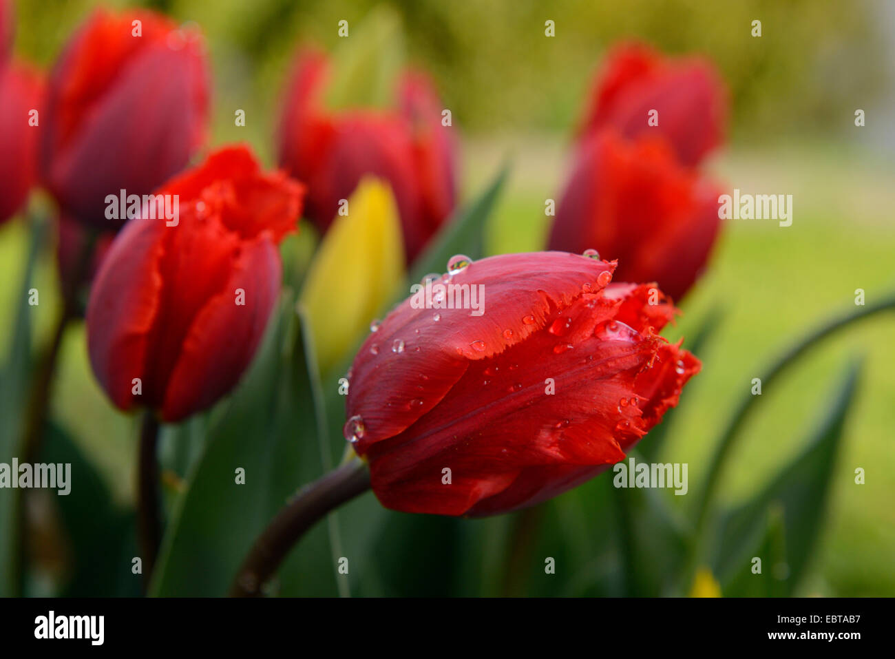 Common garden tulip angiosperm hi-res stock photography and images - Alamy
