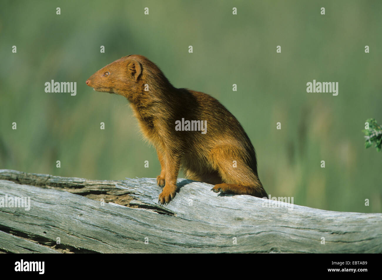 yellow mongoose (Cynictis penicillata), sitting on a dead trunk Stock ...