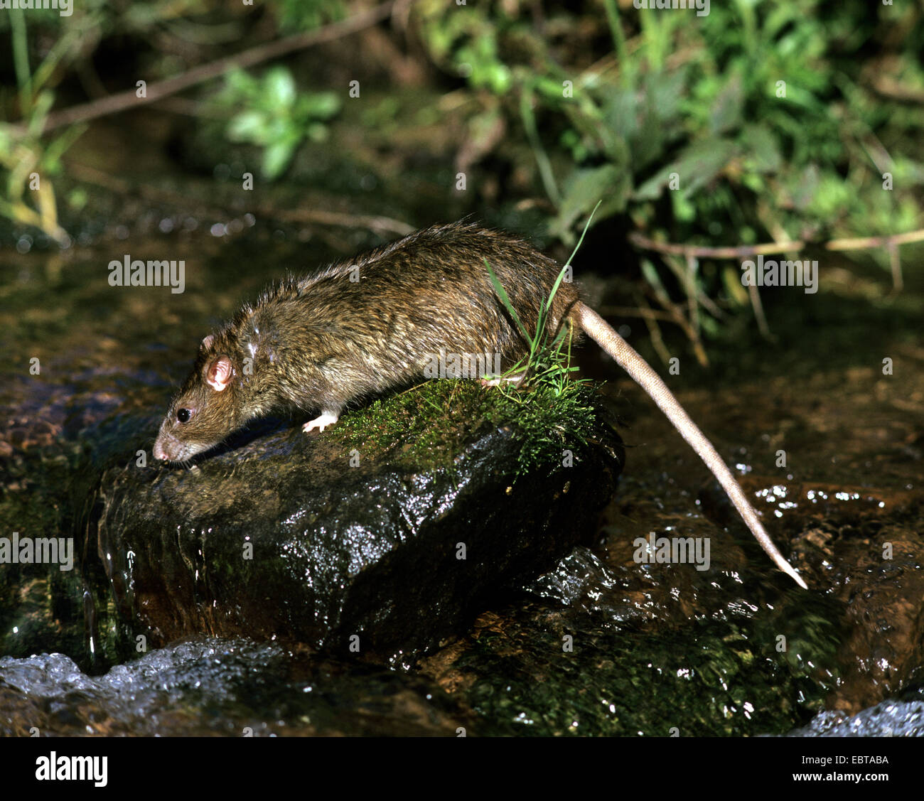 Brown rat, Common brown rat, Norway rat, Common rat (Rattus norvegicus ...
