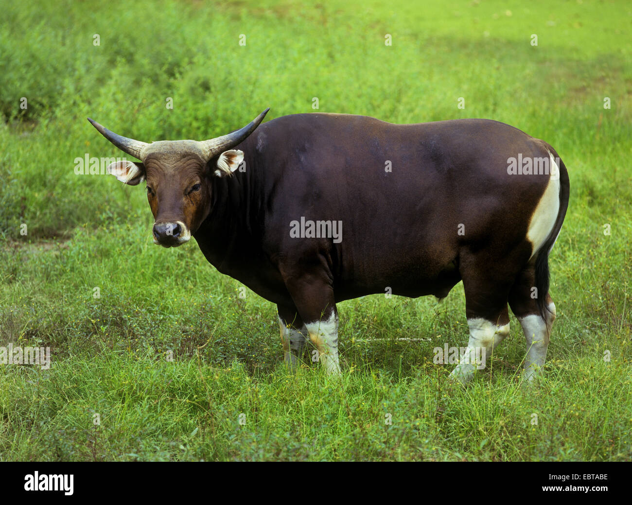 banteng (Bos javanicus), standing in meadow Stock Photo - Alamy