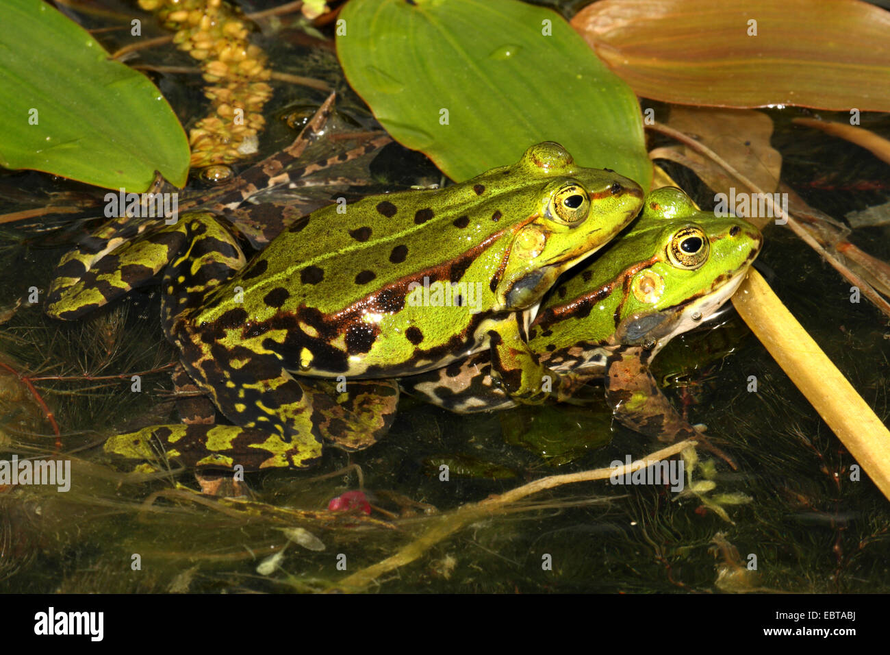 European edible frog, common edible frog (Rana kl. esculenta, Rana ...