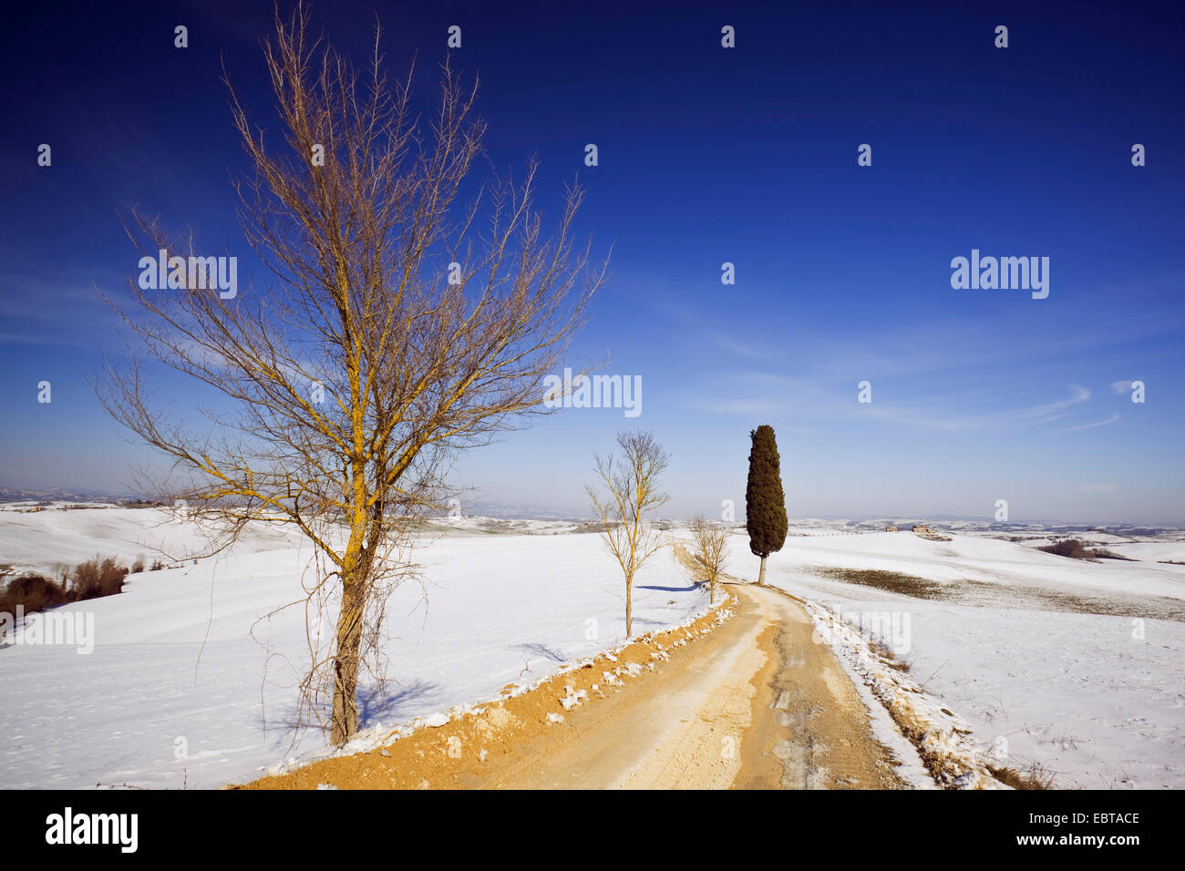 Cypress in wintry landscape hi-res stock photography and images - Alamy