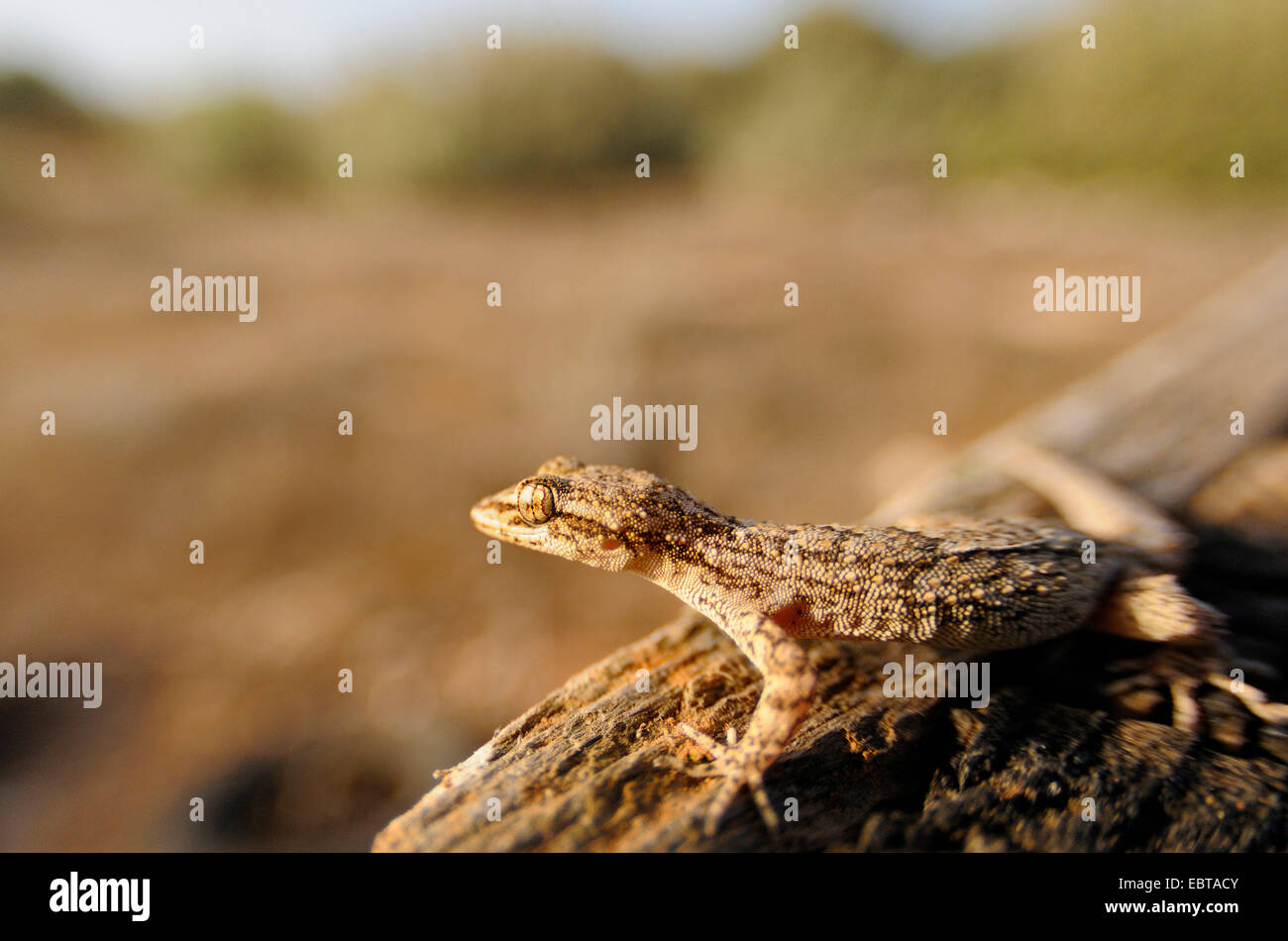 Kotschy's Gecko (Cyrtopodion kotschyi), walking on dead wood, Cyprus ...
